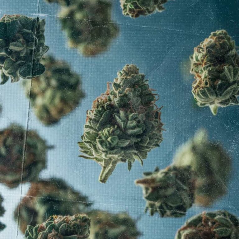 Premium Indoor THCa Flower for Sale | Certified Headies